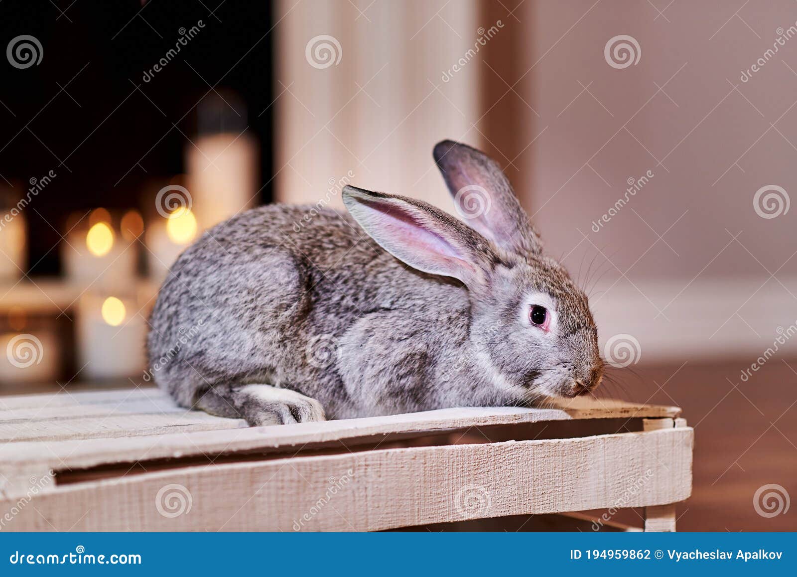 Bunny Grey Rabbit Breed Poses Indoors Stock Photo - Image of garden ...