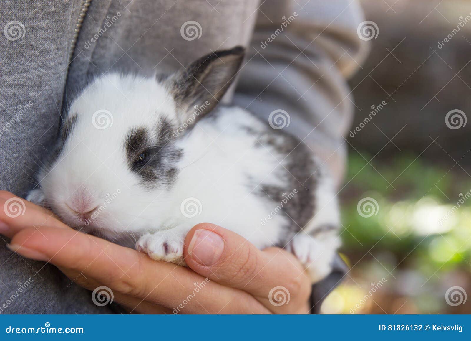 Bunny in hands stock photo. Image of rabbit, animal, little - 81826132