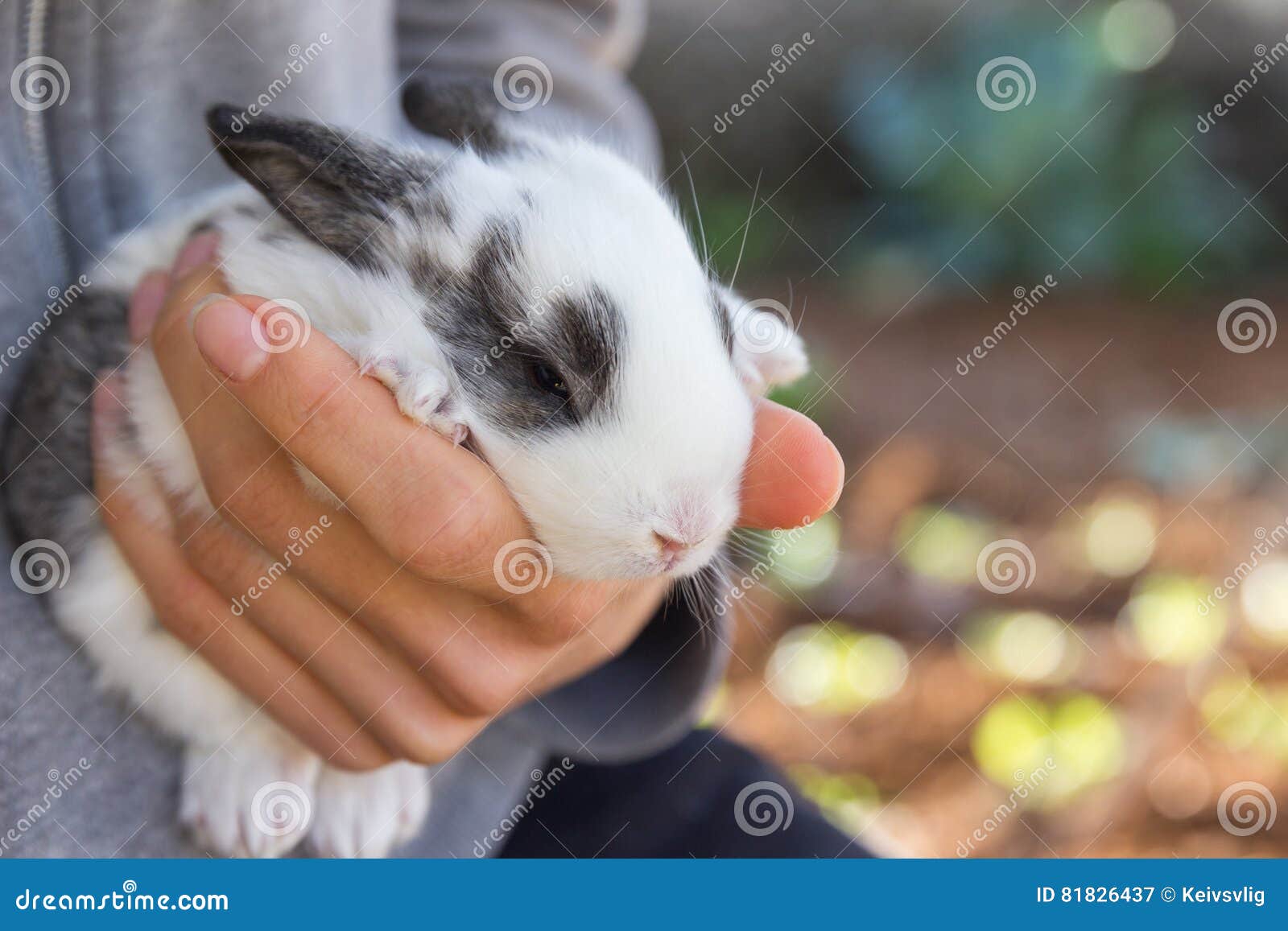 Bunny in hands stock image. Image of domestic, copy, woman - 81826437
