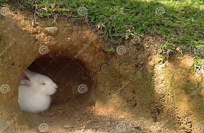 Bunny at Home stock photo. Image of burrow, sleep, house - 605240
