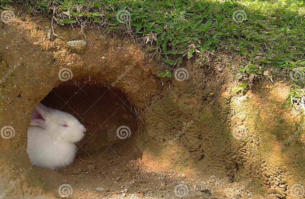 Bunny at Home stock photo. Image of burrow, sleep, house - 605240