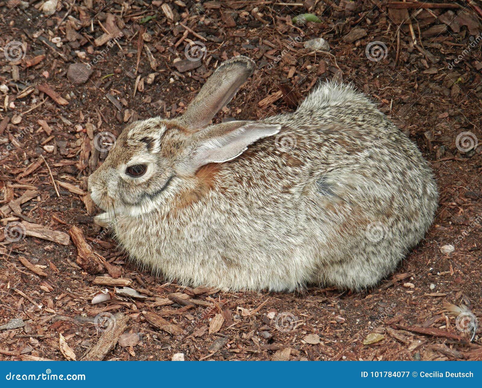 Bunny stock image. Image of cute, environment, garden - 101784077