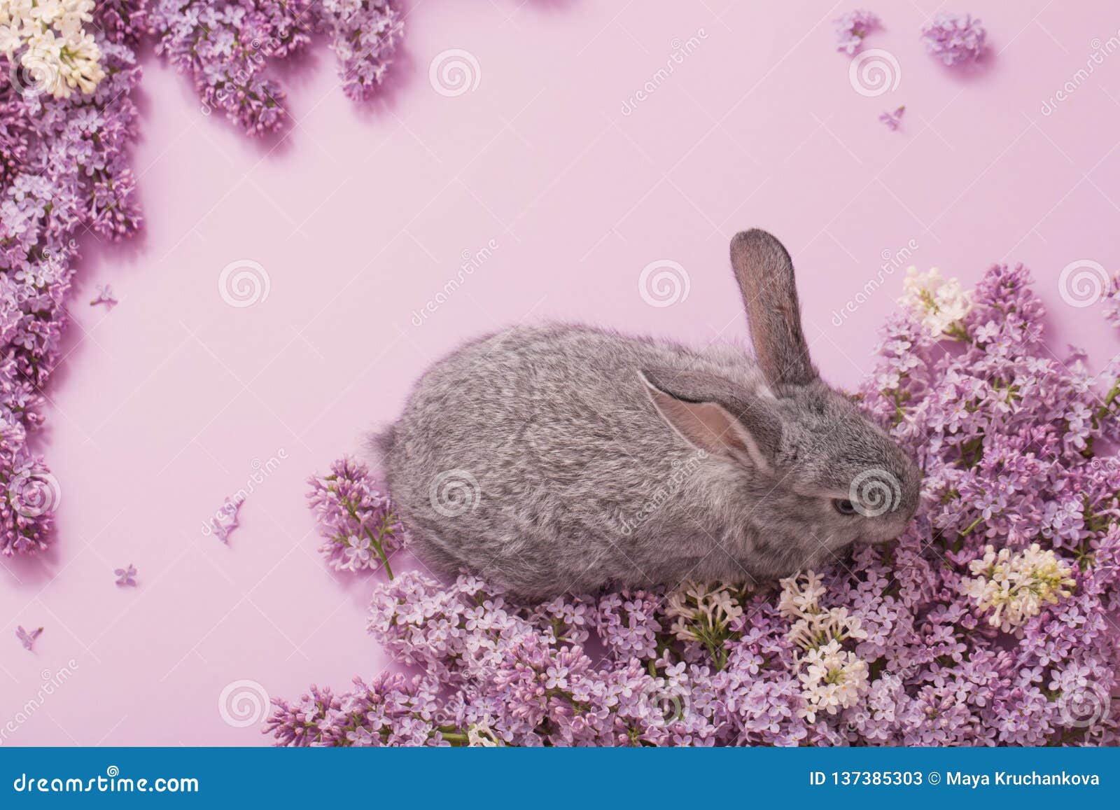 Bunny with Lilac Flowers on Pink Background Stock Image - Image of ...
