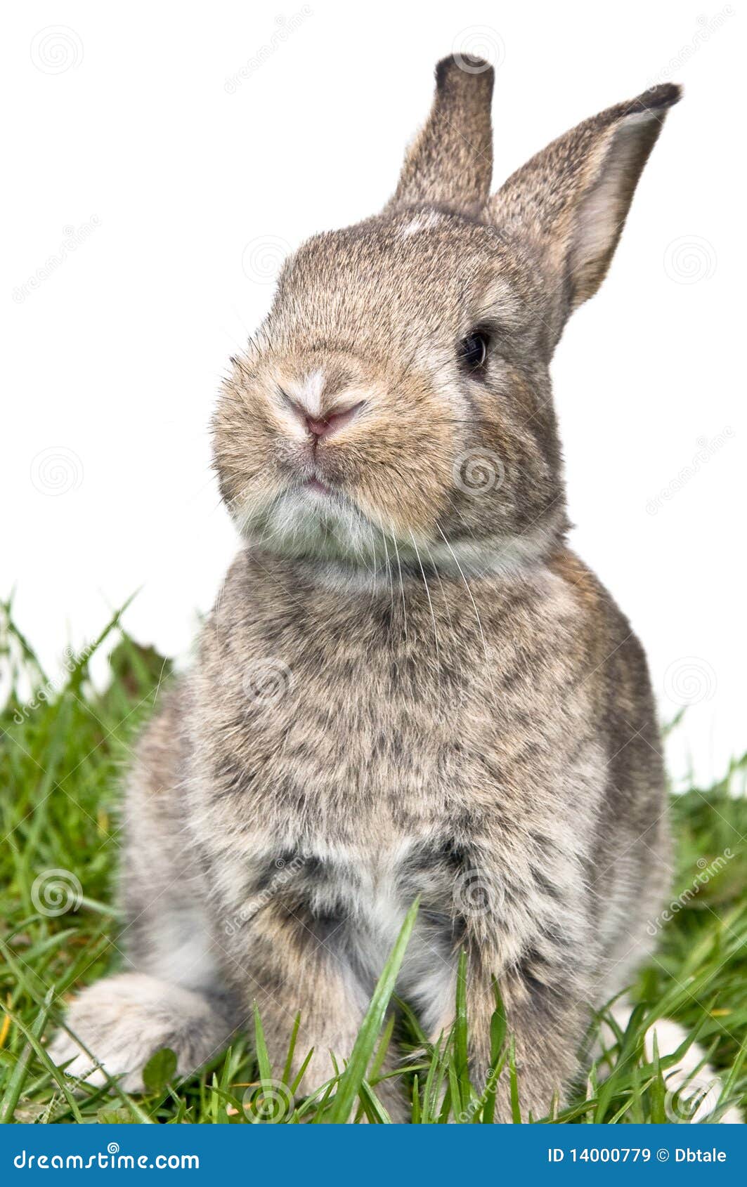 Bunny Looking Towards Camera Stock Image - Image of fluffy, interested ...