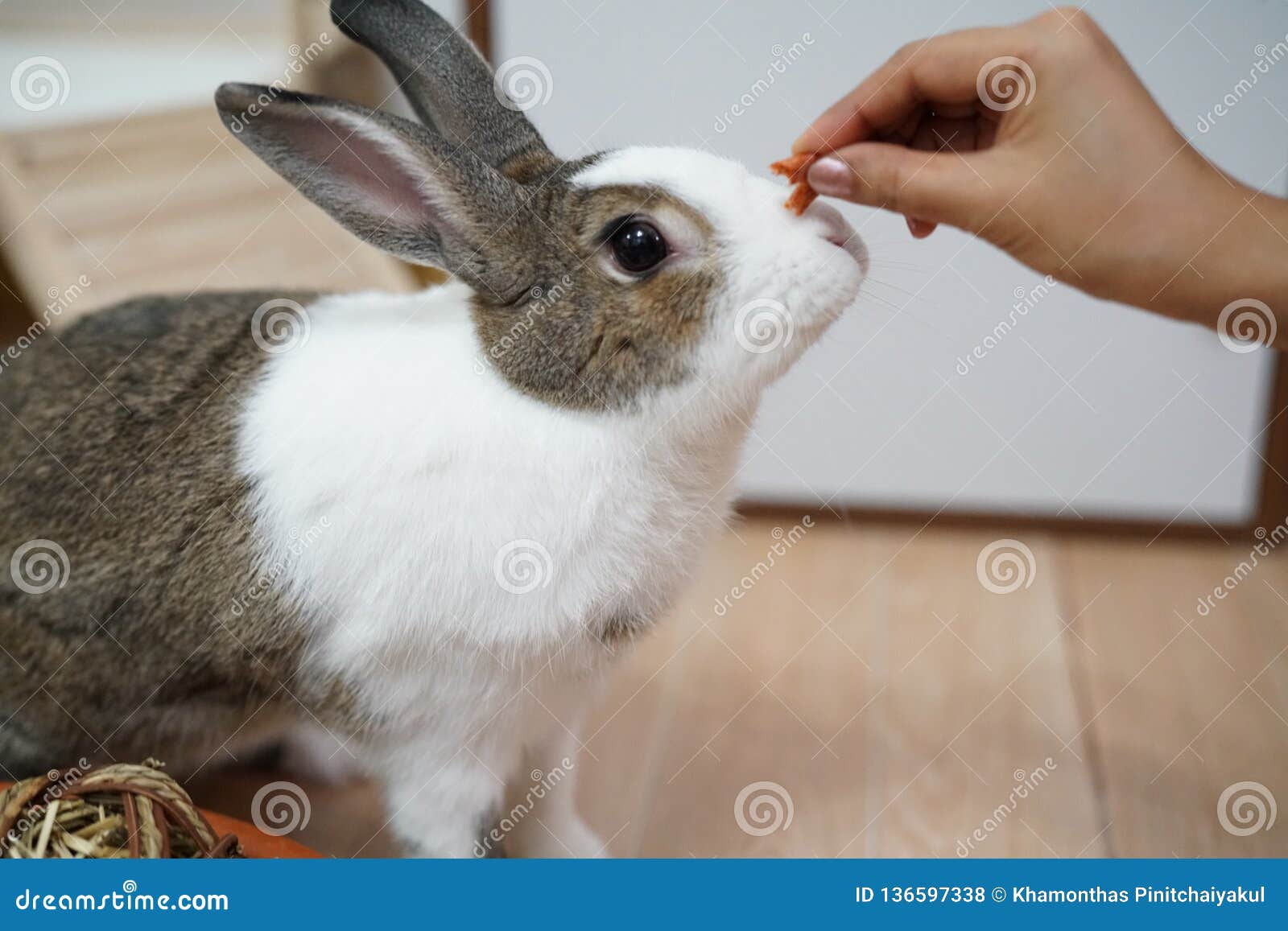 Bunny lovely and cute stock photo. Image of hand, rabbit - 136597338
