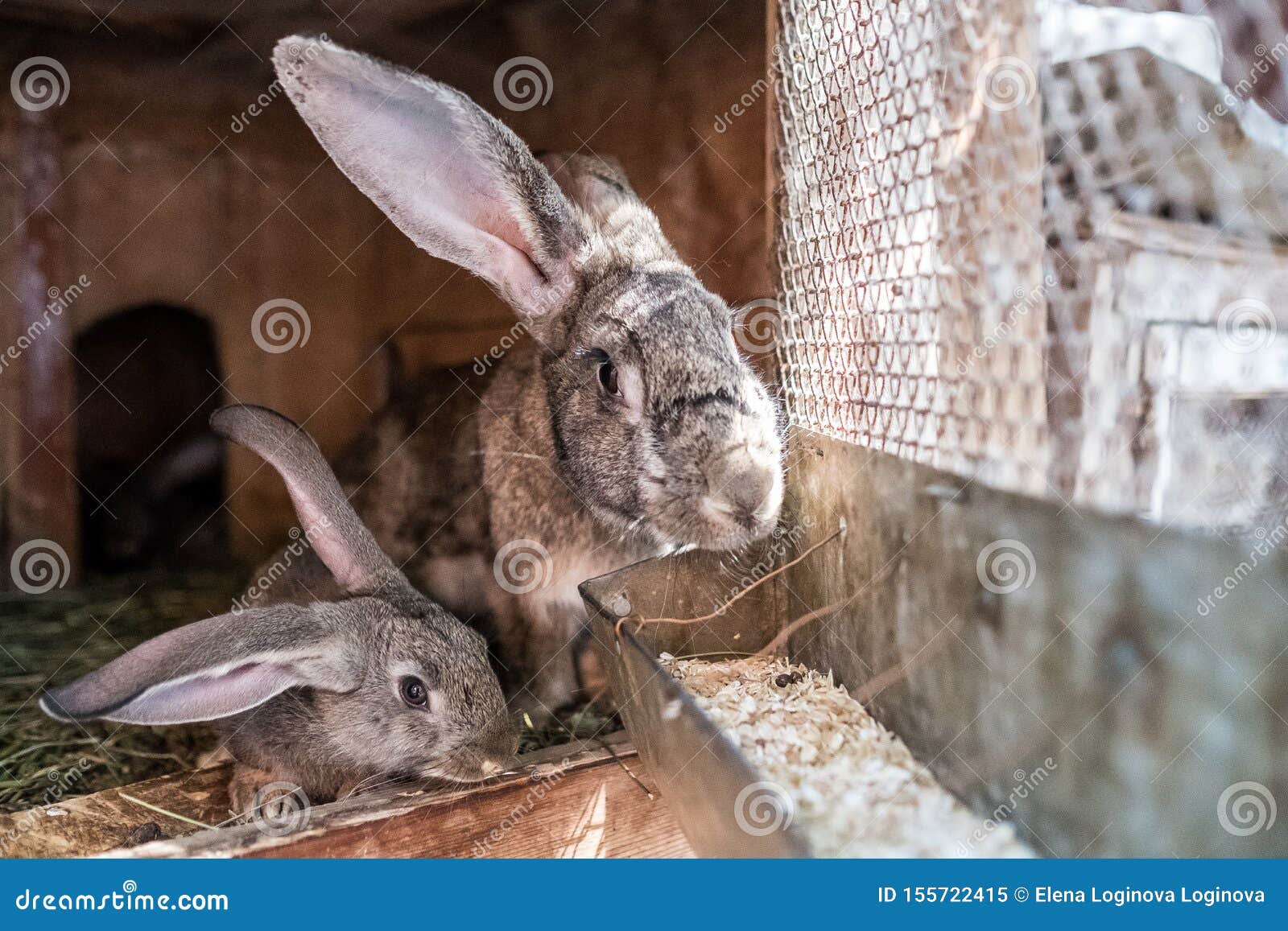 Bunny with Mom. Rabbits in the Cage Stock Image - Image of brown, cage ...