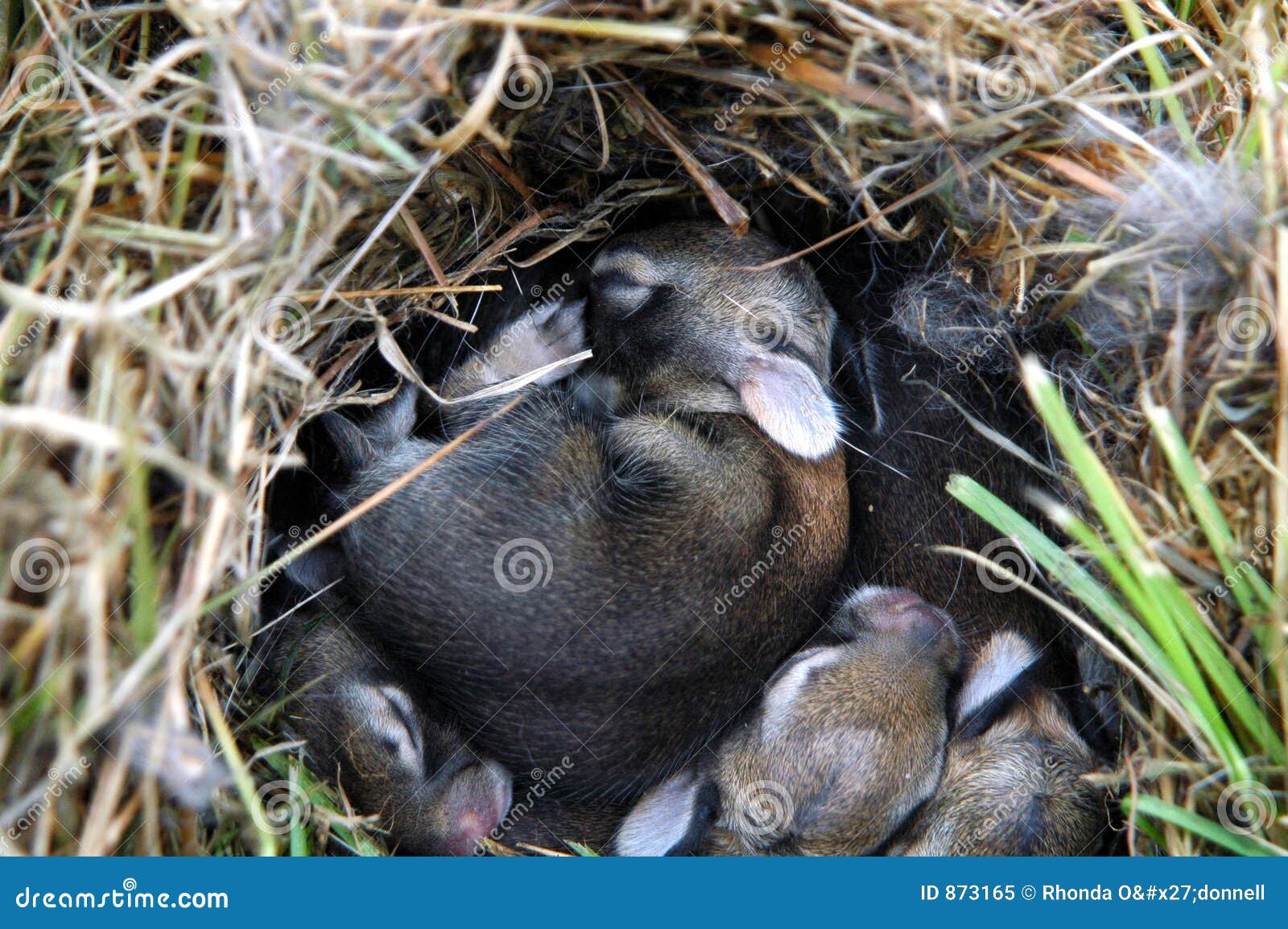 Bunny nest stock image. Image of hare, tiny, animal, ears - 873165