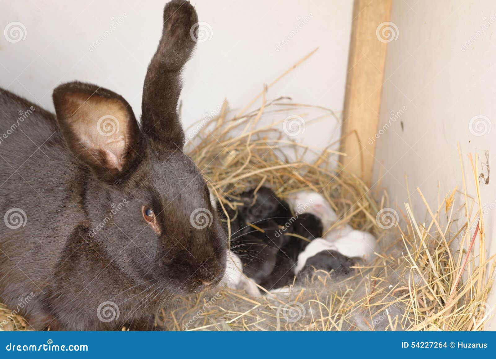 Bunny nest stock photo. Image of cute, mammal, softness - 54227264