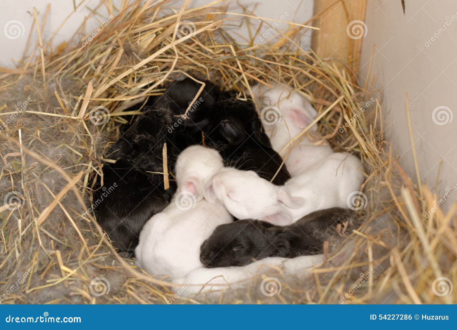 Bunny nest stock photo. Image of group, cute, rabbit - 54227286