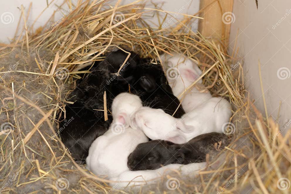 Bunny nest stock photo. Image of group, cute, rabbit - 54227286