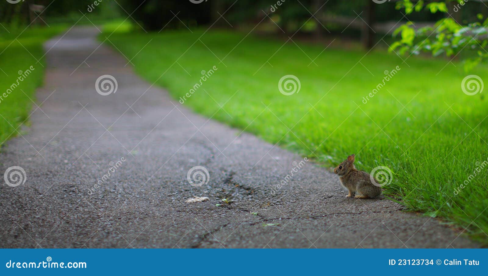 Bunny on a Path in the Forest Stock Photo - Image of path, nature: 23123734