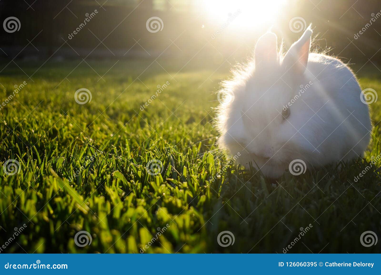 Bunny playing in the grass stock image. Image of green - 126060395