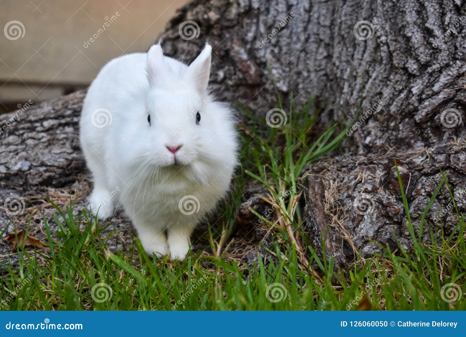 Bunny playing in the grass stock photo. Image of furry - 126060050