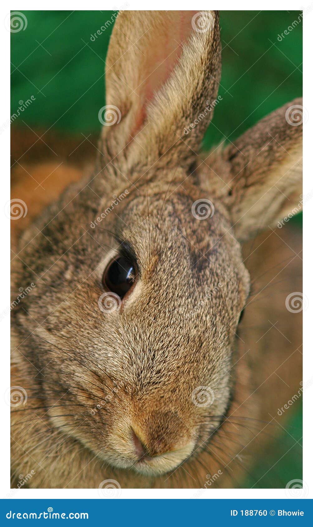 Bunny portrait stock photo. Image of tilt, listening, cuddly - 188760