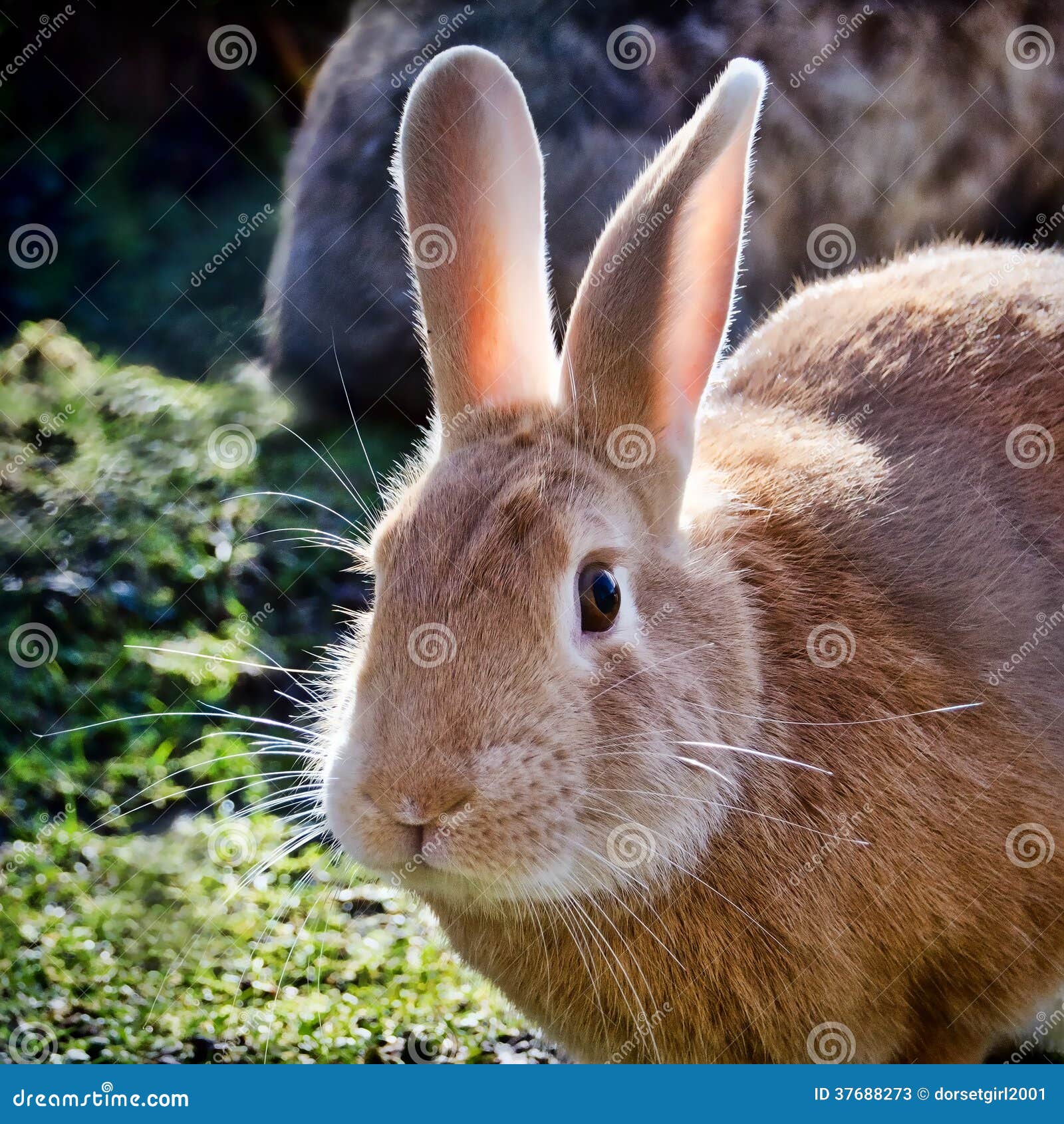 Bunny Portrait stock image. Image of bunny, closeup, portrait - 37688273
