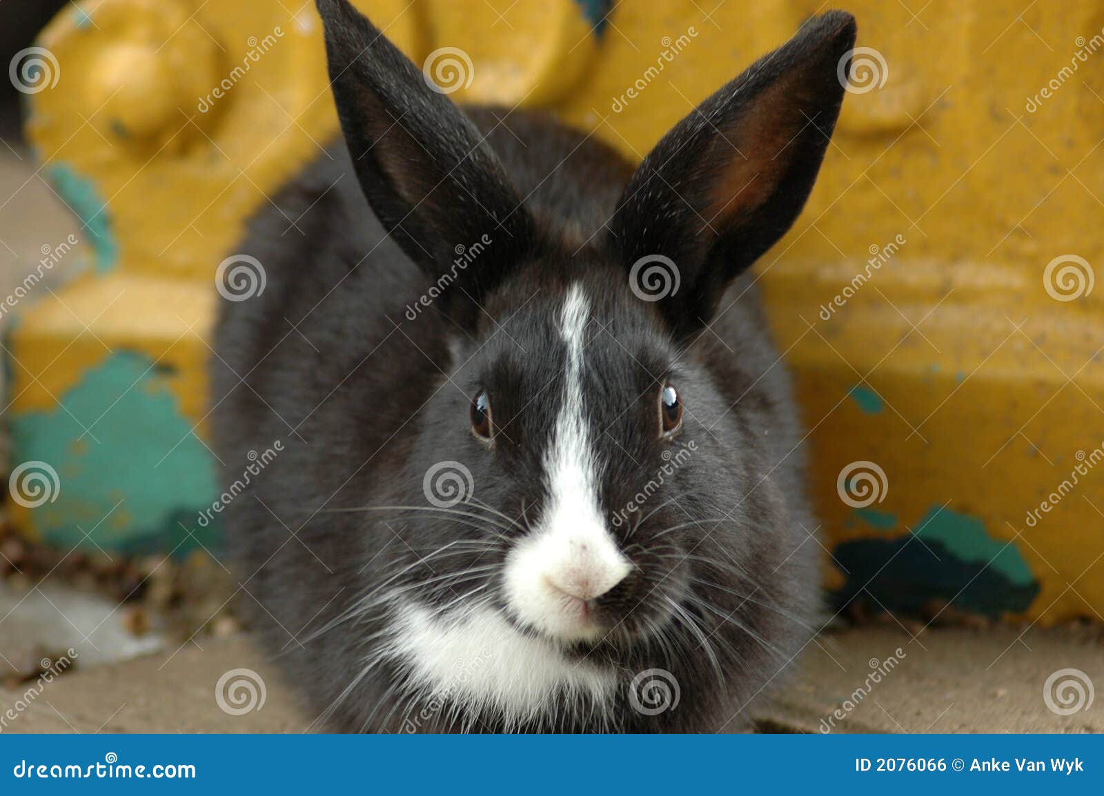 Bunny Rabbit stock photo. Image of foreign, african, mammals - 2076066