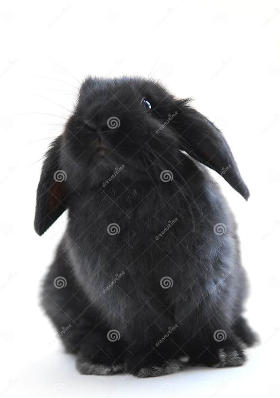 Bunny rabbit stock photo. Image of small, ears, bunny - 2296574