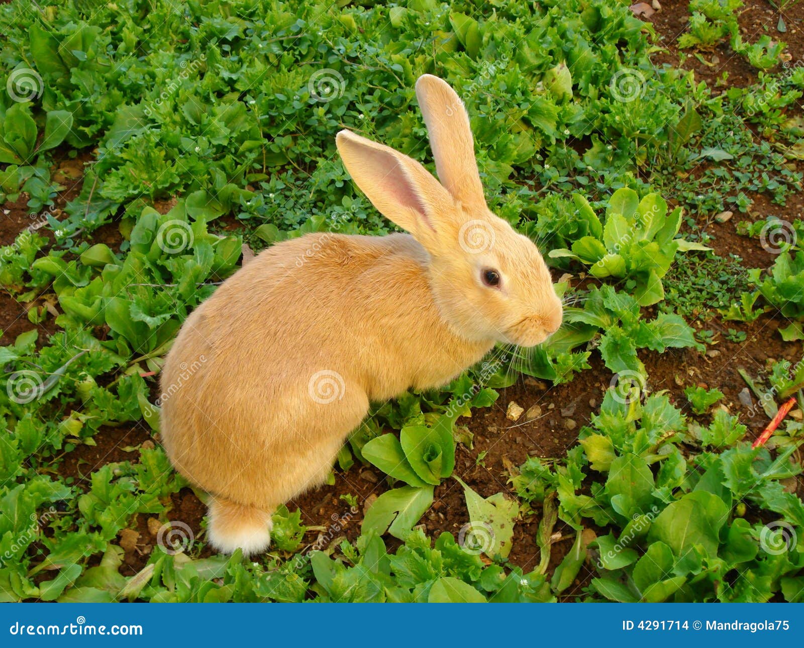 Bunny Rabbit Royalty-Free Stock Image | CartoonDealer.com #2992306