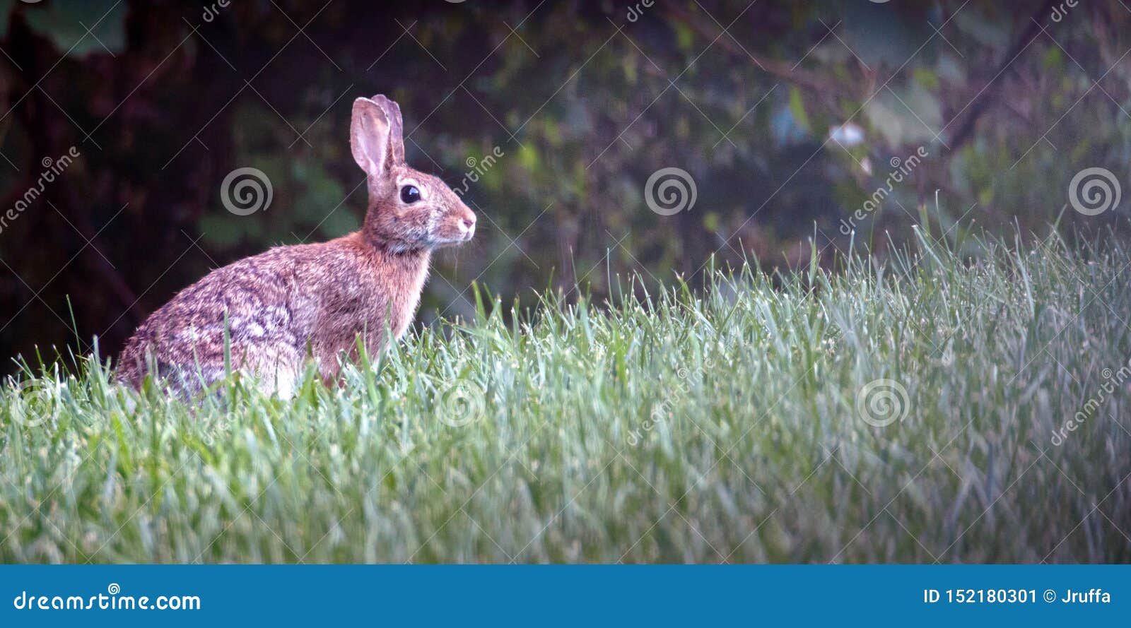 Bunny Rabbit Alert in the Meadow Stock Image - Image of wild, grassy ...