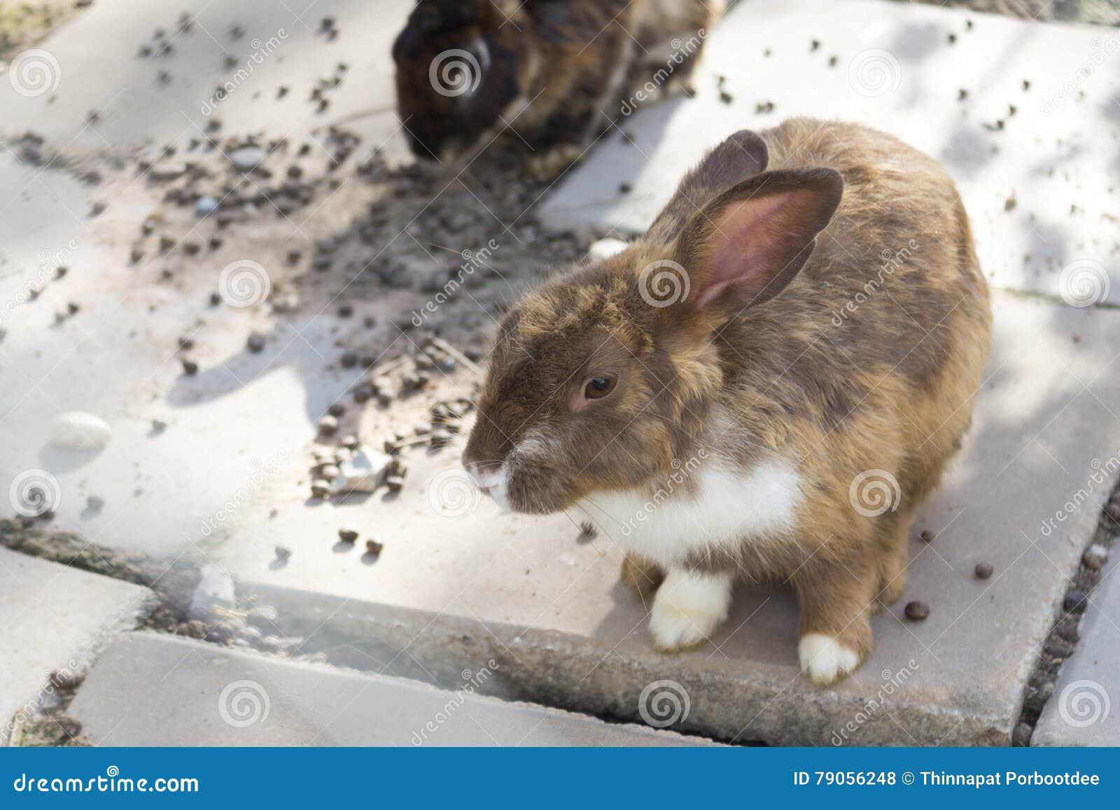Bunny Rabbit on Animal Farm Stock Photo - Image of cute, meadow: 79056248