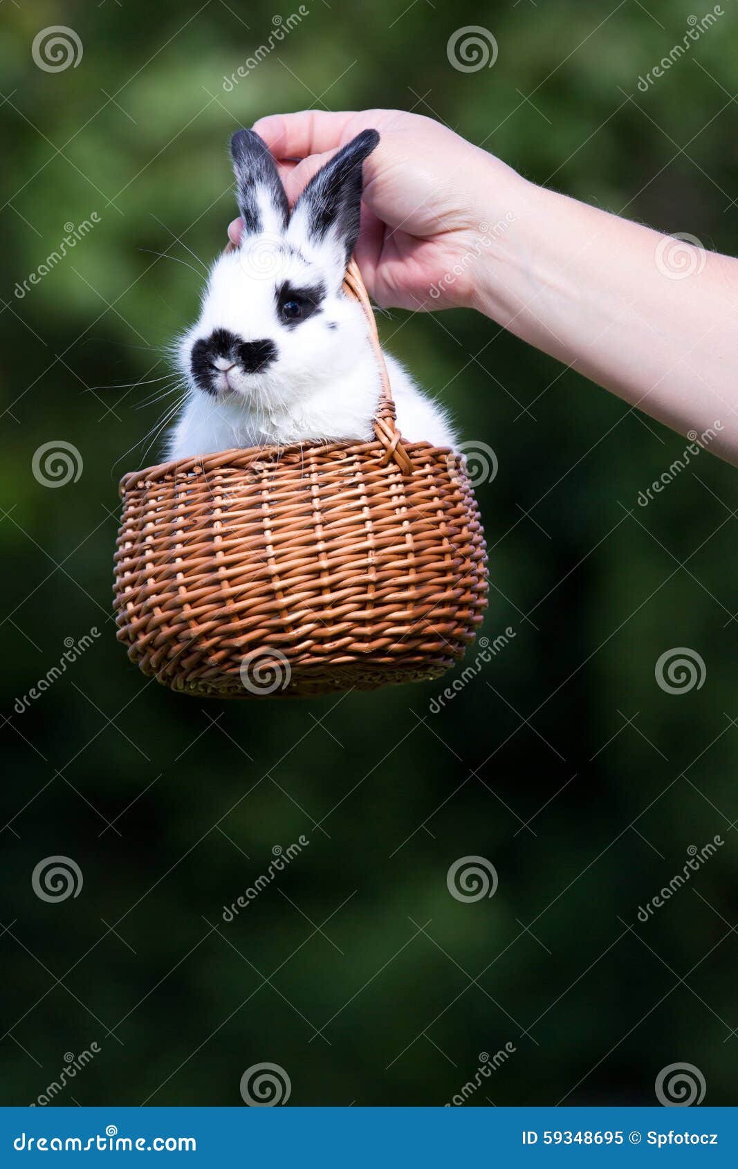 Bunny rabbit in basket stock image. Image of people, background - 59348695