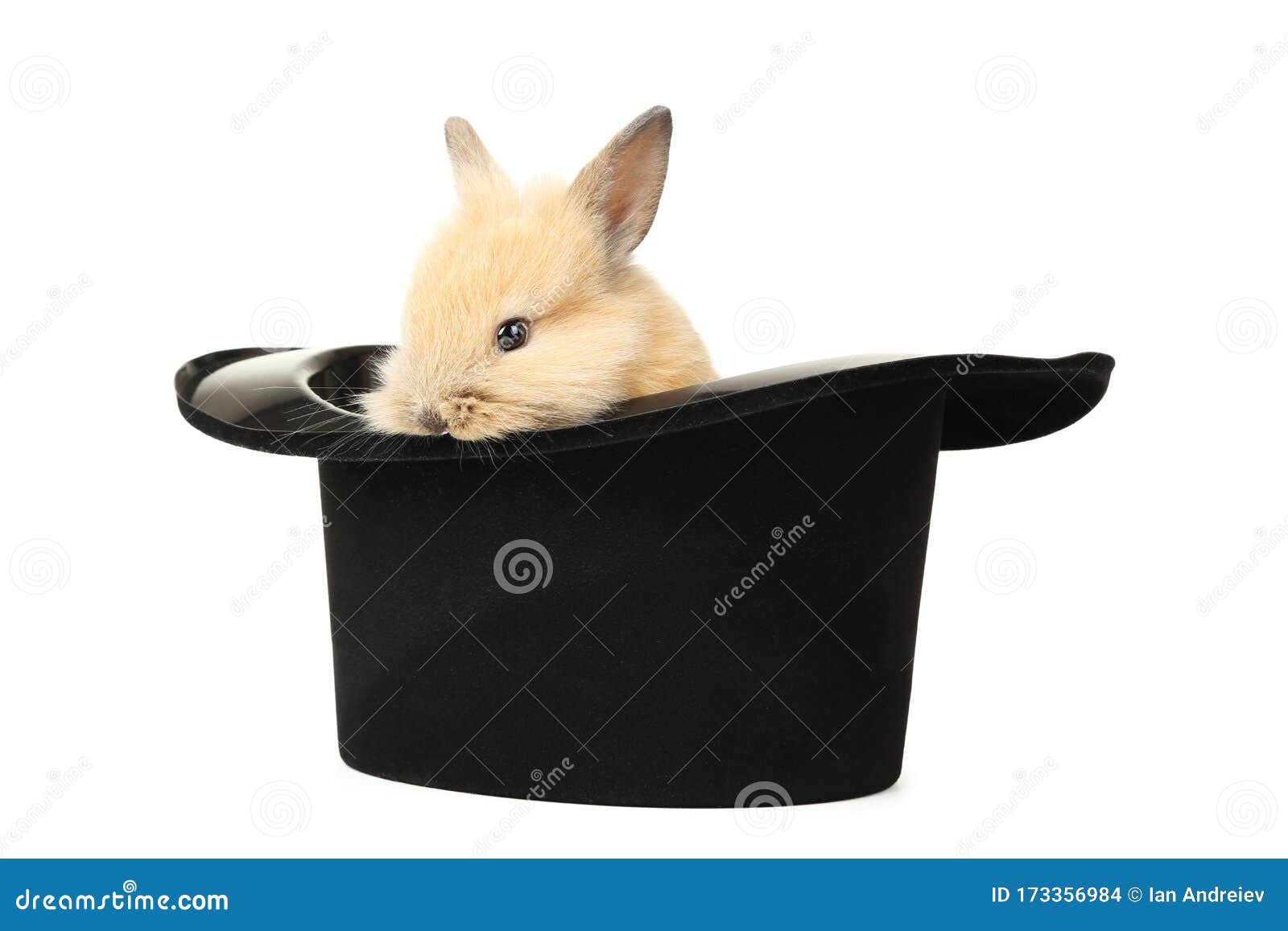 Bunny rabbit in black hat stock photo. Image of furry - 173356984