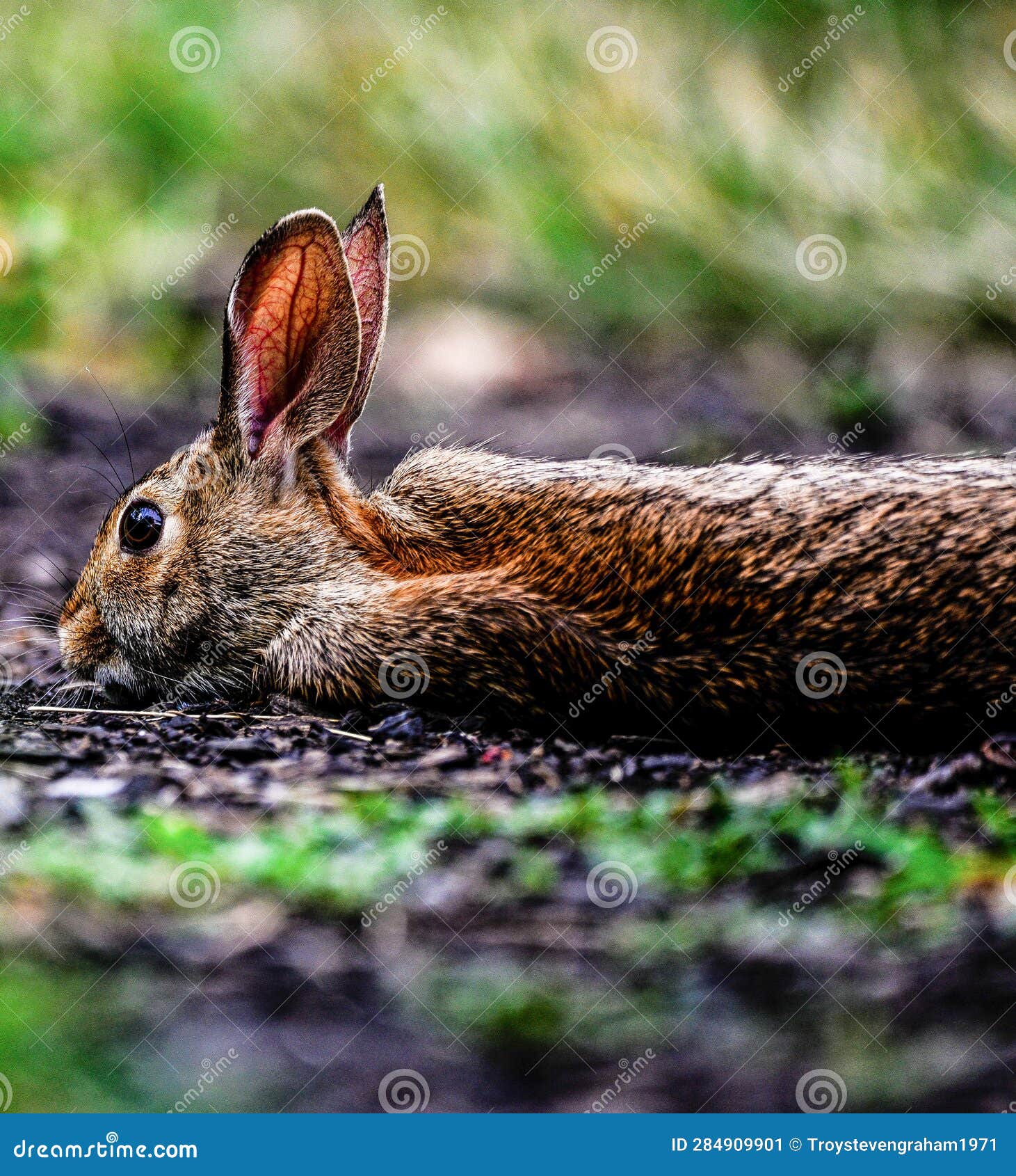 Bunny rabbit chilling out stock image. Image of canada - 284909901