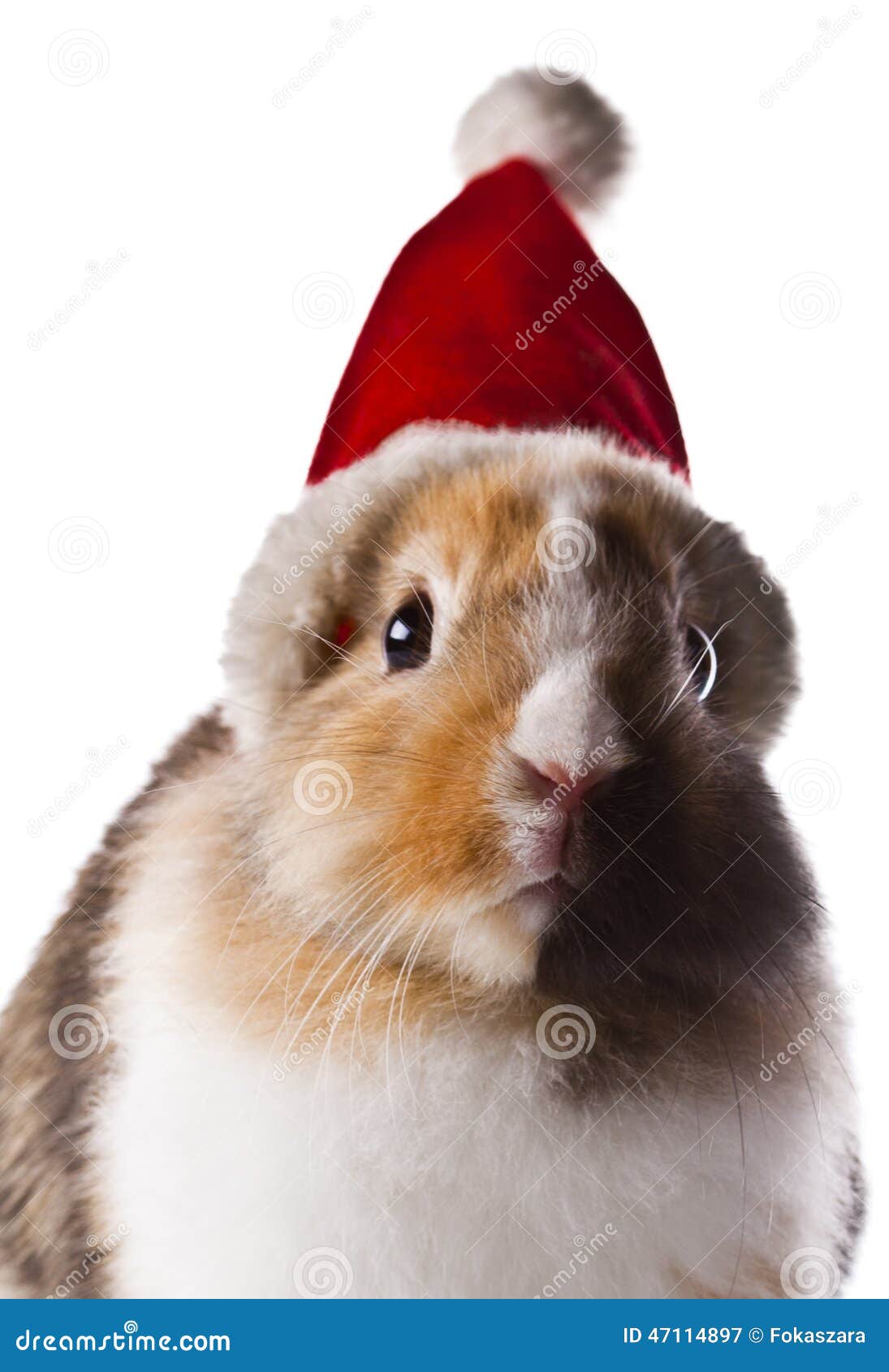 Bunny, Rabbit, Christmas, Santa Claus Hat Stock Image - Image of ...
