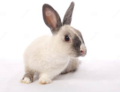 Bunny Rabbit Cleaning stock image. Image of love, cuddly - 12950091