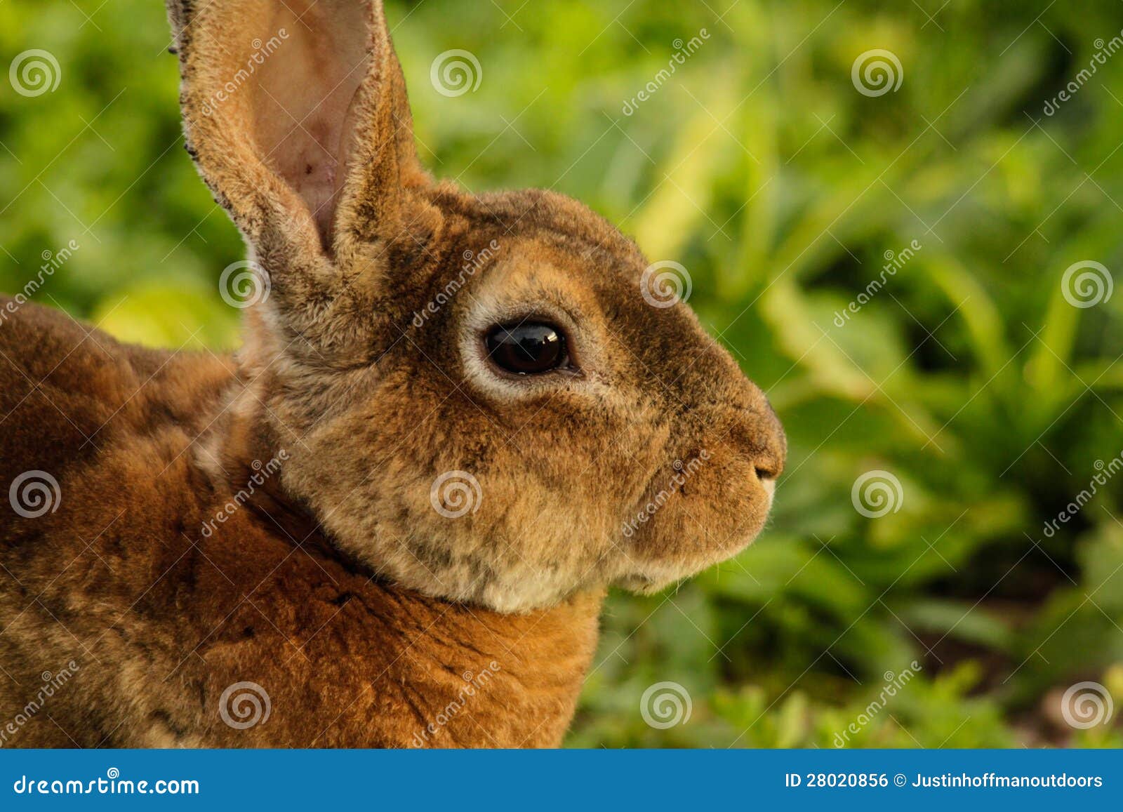 Bunny Rabbit Closeup stock photo. Image of portrait, cuddly - 28020856