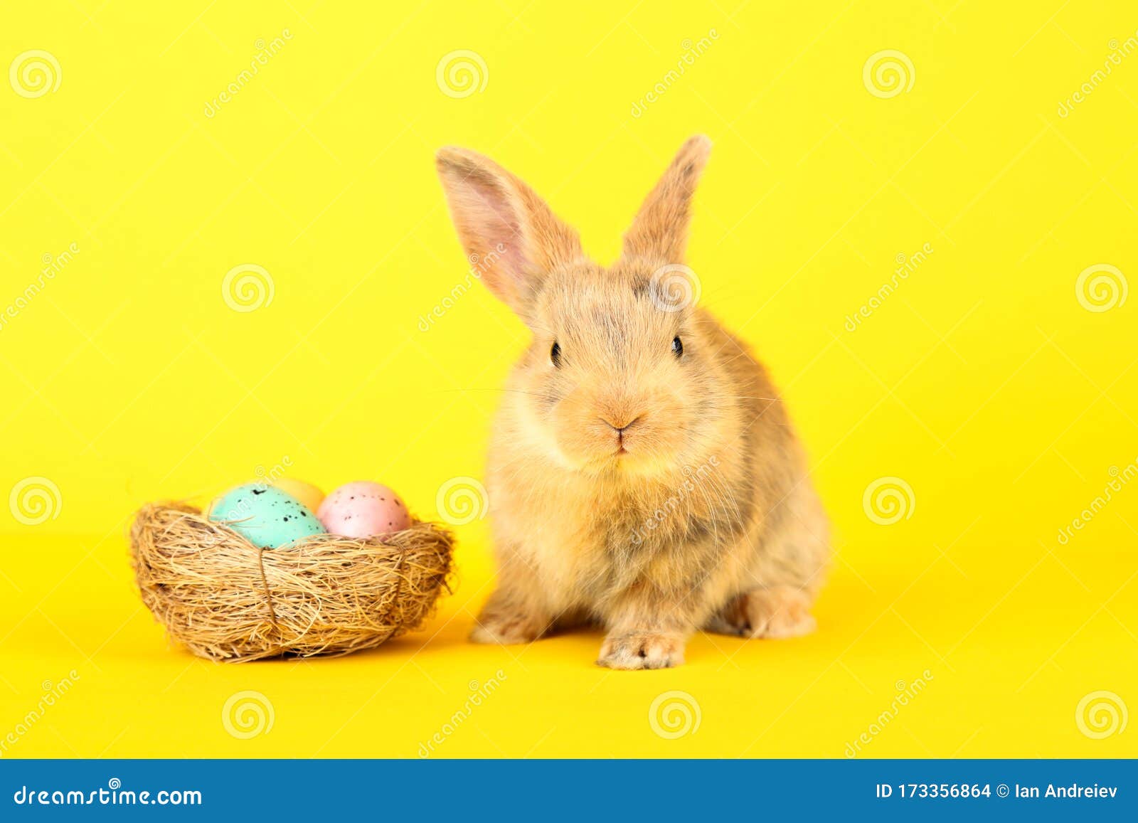 Bunny Rabbit with Easter Eggs Stock Photo - Image of little, purebred ...