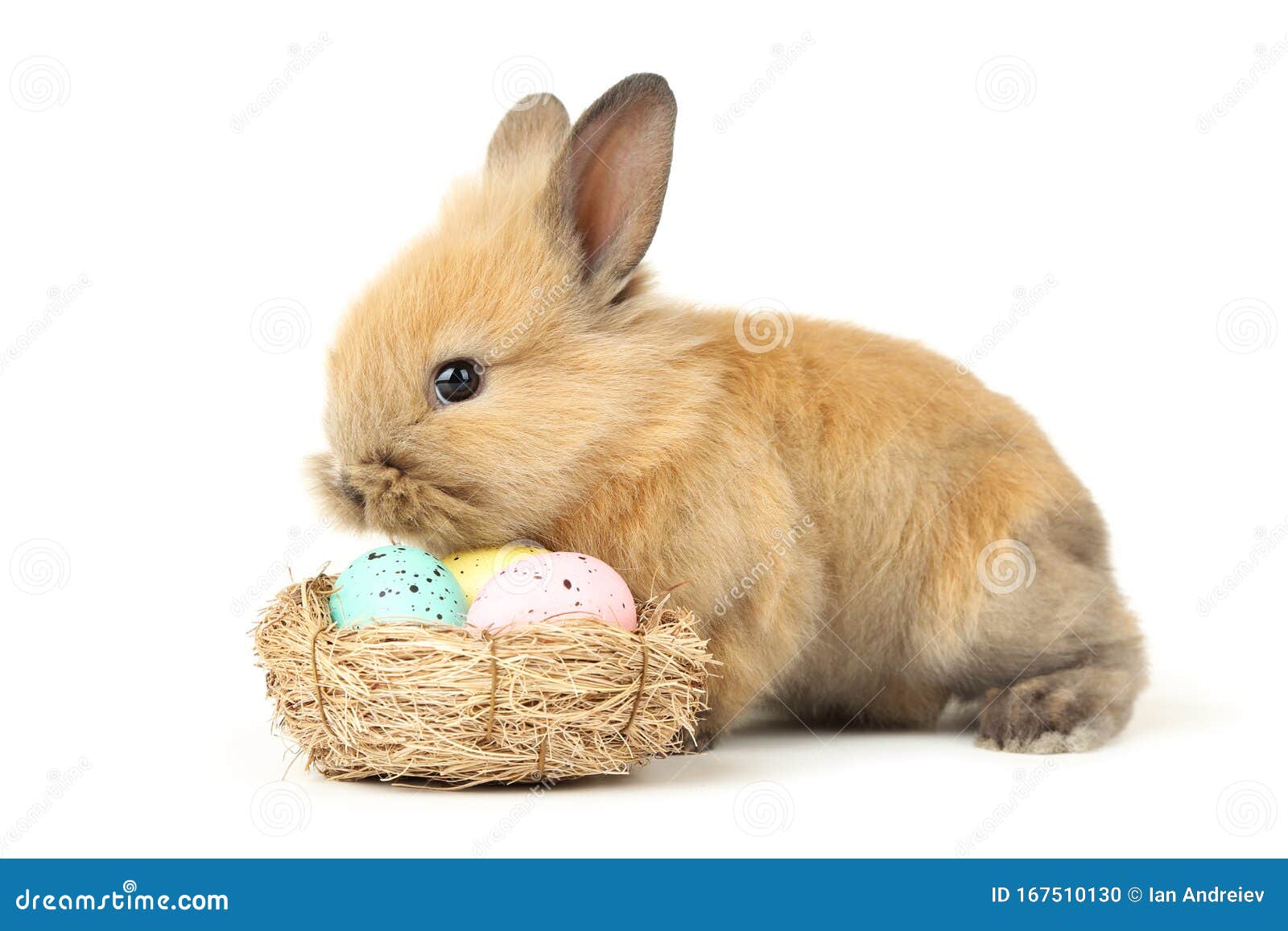 Bunny Rabbit with Easter Eggs Stock Photo - Image of breed, hare: 167510130
