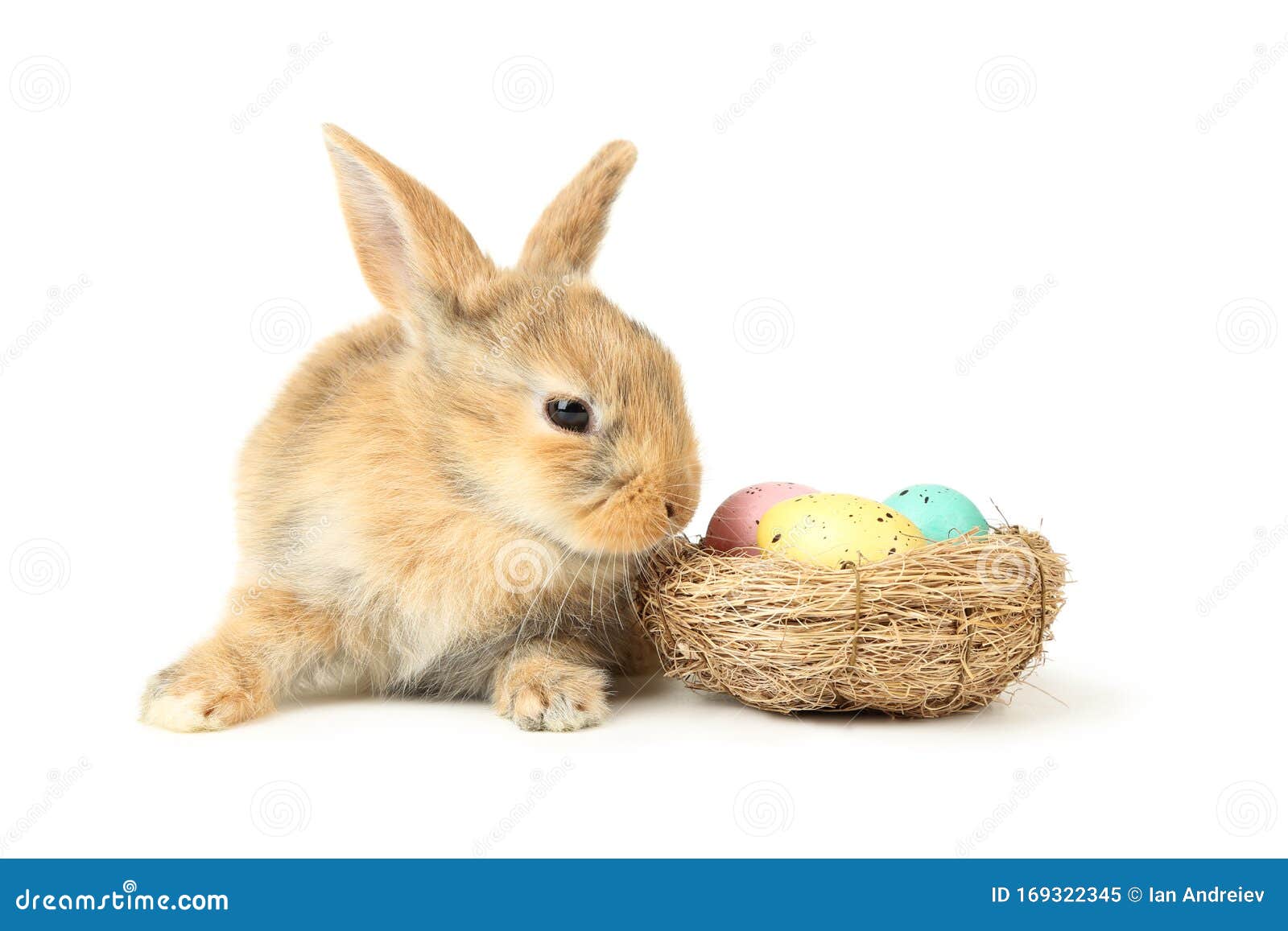 Bunny Rabbit with Easter Eggs Stock Image - Image of hair, breed: 169322345