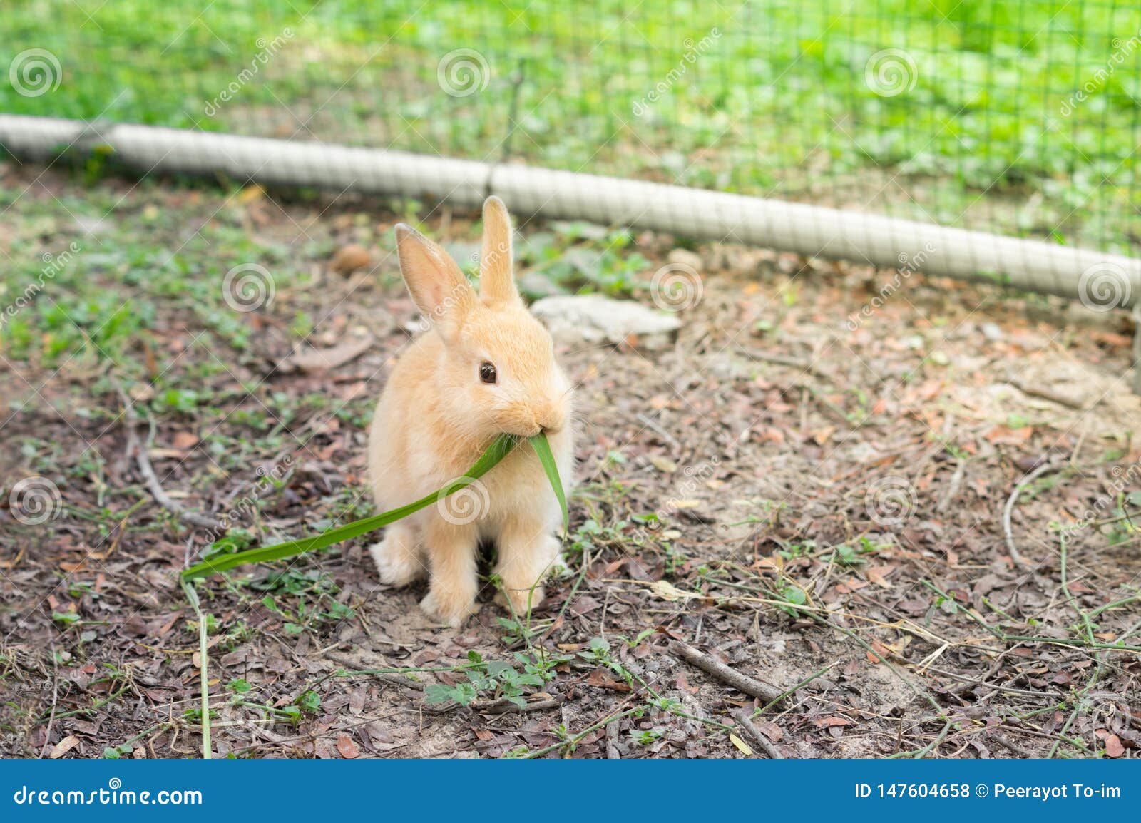 Bunny Rabbit Eating Grass in Garden Stock Photo - Image of cute, little ...