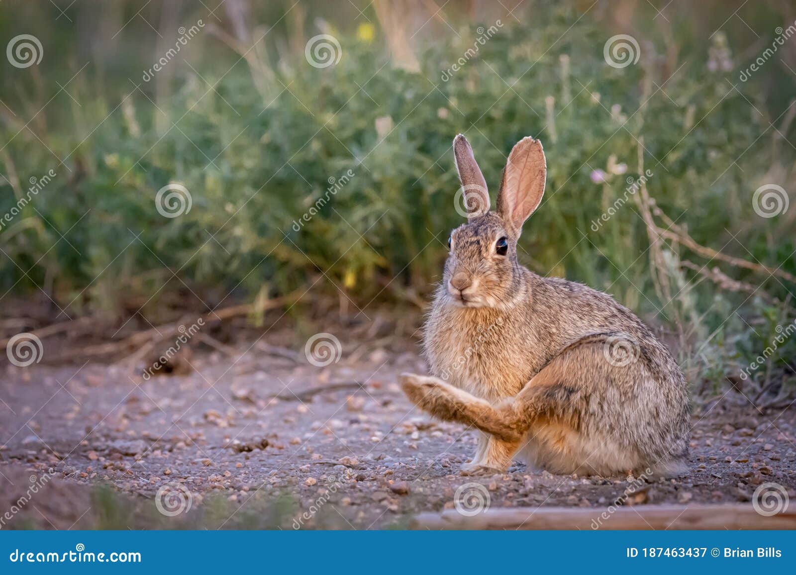 Bunny. Rabbit in a Field, Adorable Stock Image - Image of wildlife ...