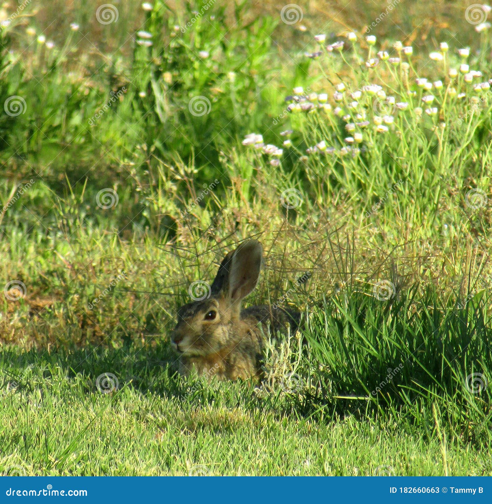 Bunny rabbit in grass stock image. Image of prairie - 182660663