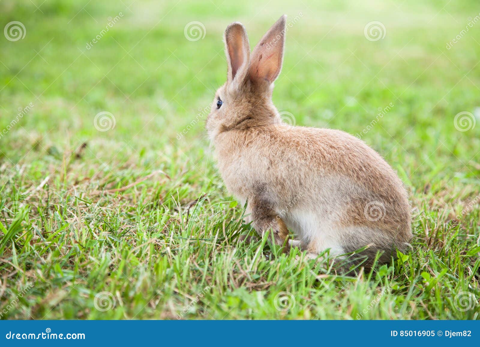 Bunny rabbit on the grass stock image. Image of garden - 85016905