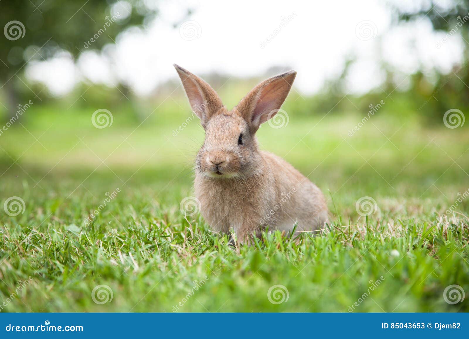 Bunny rabbit on the grass stock image. Image of easter - 85043653