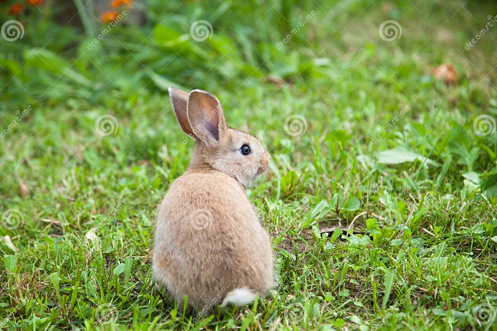 Bunny rabbit on the grass stock image. Image of cute - 85049019