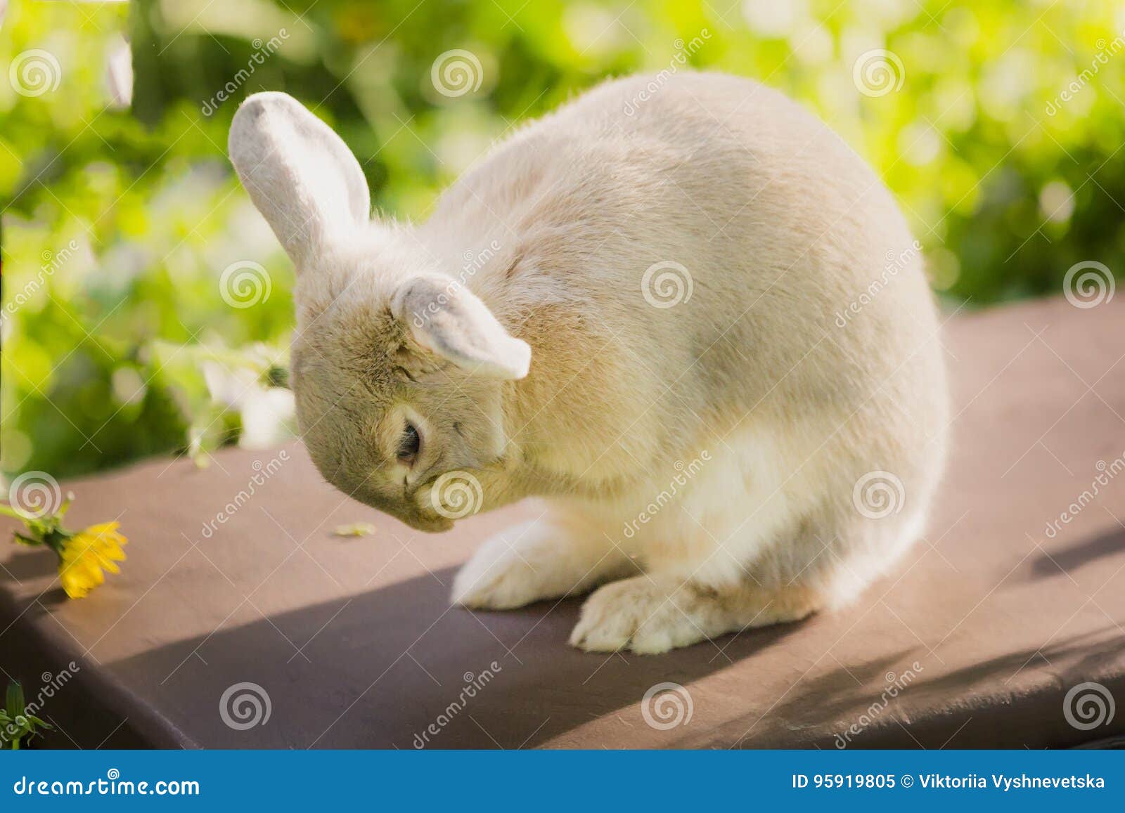 Bunny Rabbit on the Grass. Close Up. Stock Image - Image of grass ...