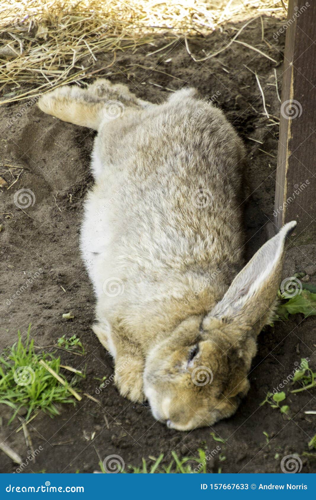 Bunny Rabbit stock image. Image of relaxing, bright - 157667633