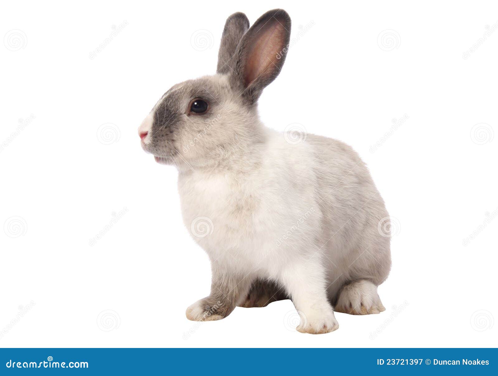 Bunny Rabbit Isolated stock image. Image of adorable - 23721397