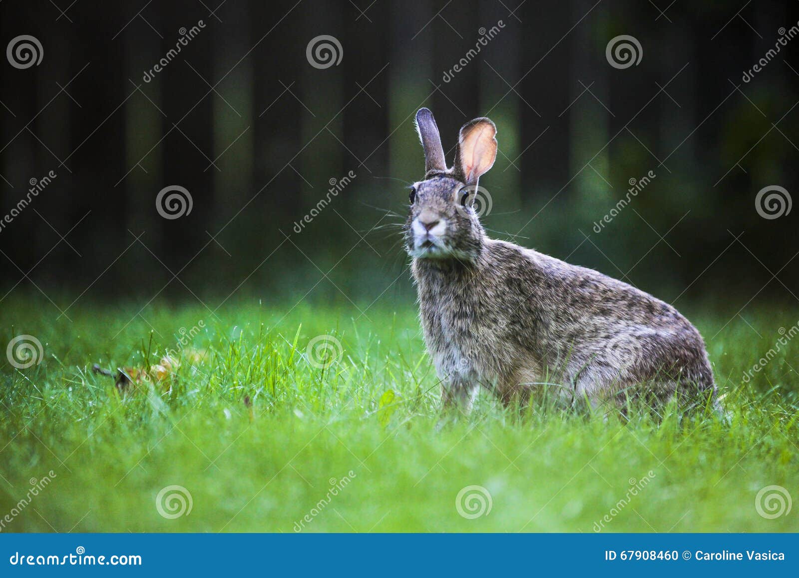 Bunny stock photo. Image of easter, ears, sunlight, rabbit - 67908460