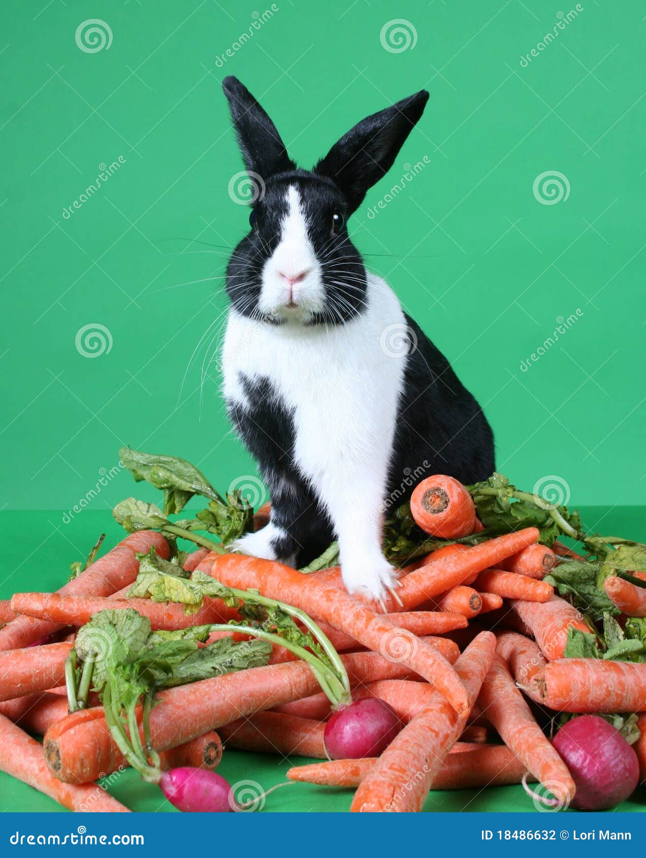 Blue Dutch Rabbit Baby