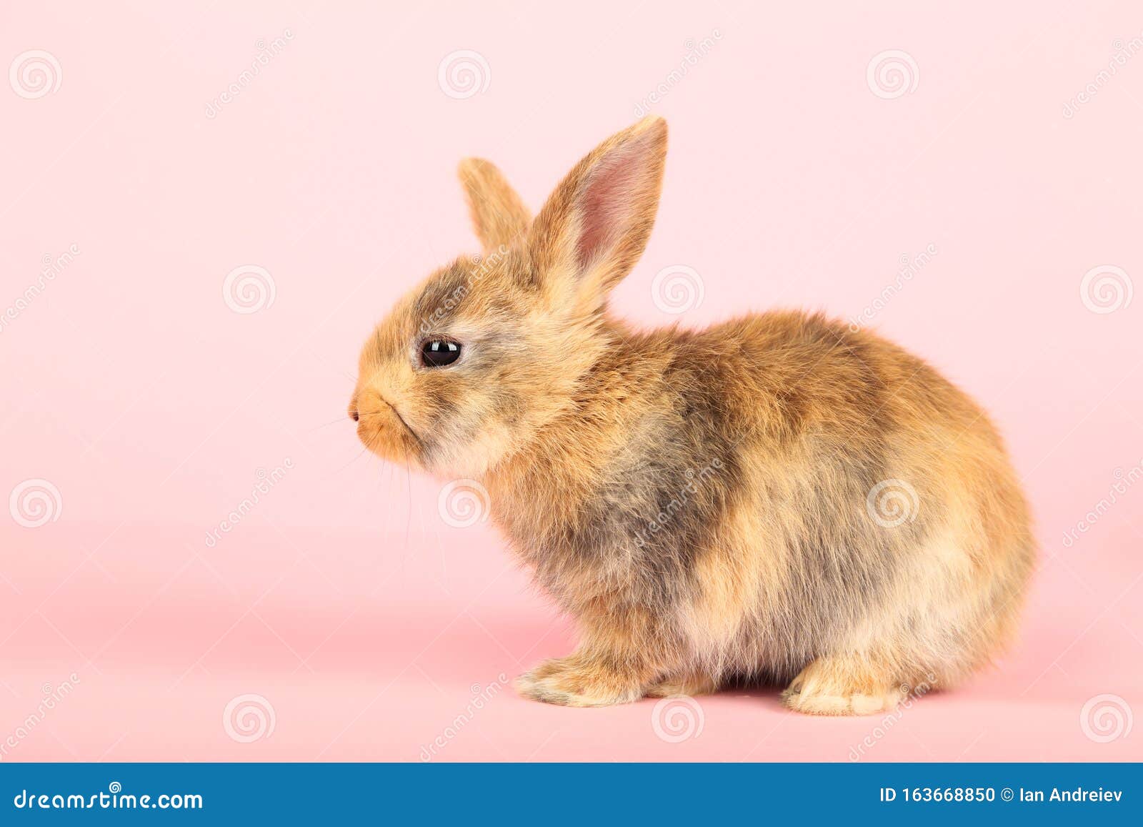 Bunny rabbit stock photo. Image of farm, hare, baby - 163668850