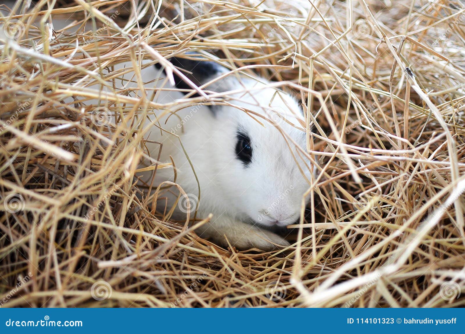Bunny rabbit portrait l stock image. Image of brown - 114101323