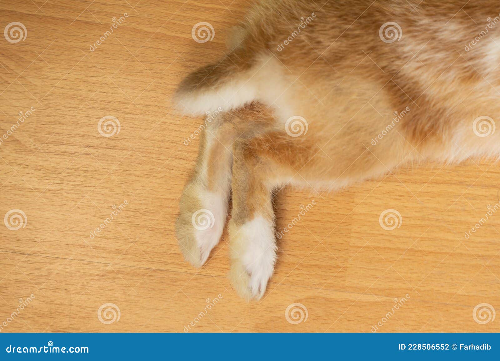 Bunny rabbit`s foot paw stock photo. Image of little - 228506552