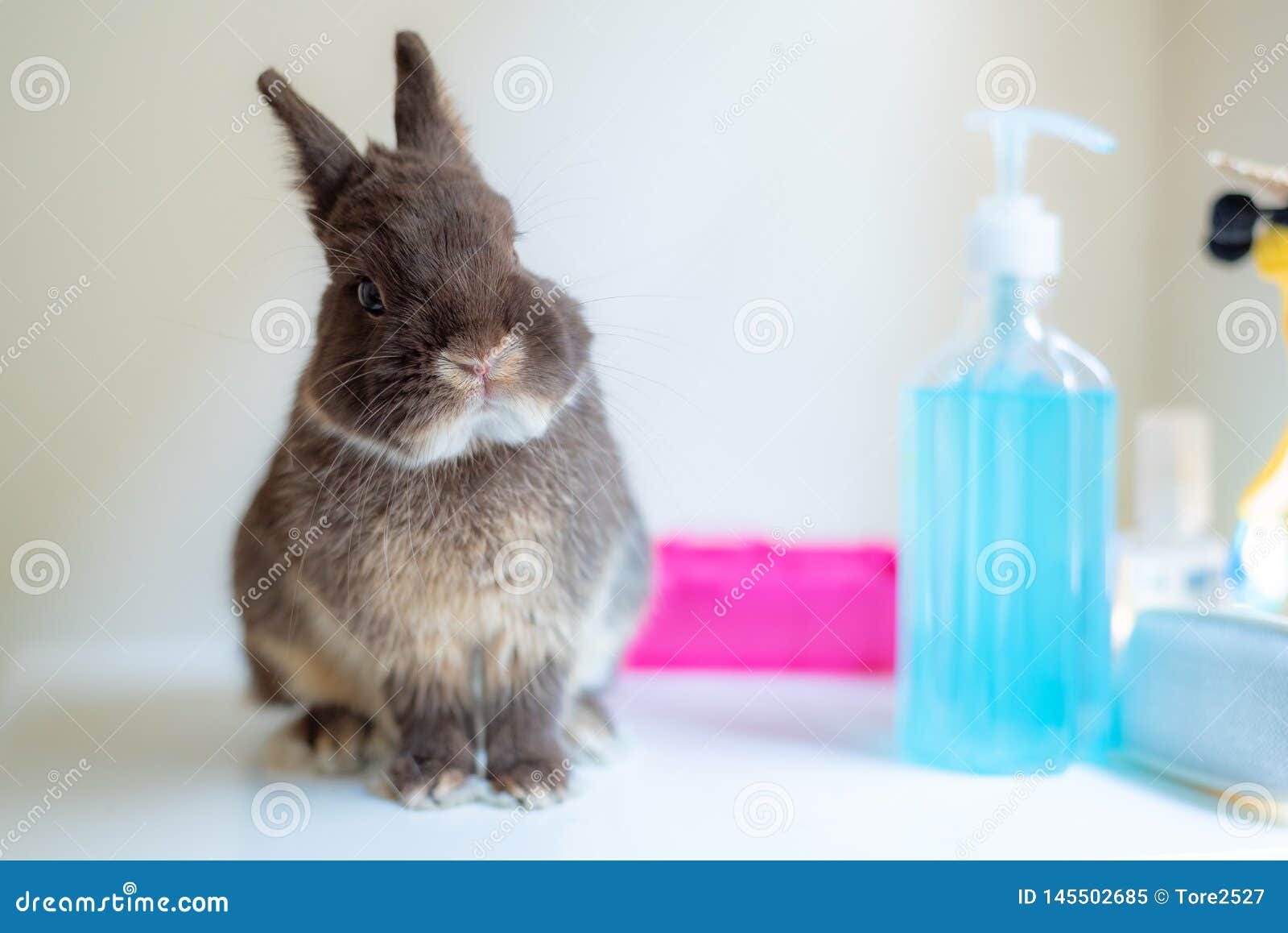 Bunny Rabbit in Scientific Lab Stock Image - Image of clinic ...