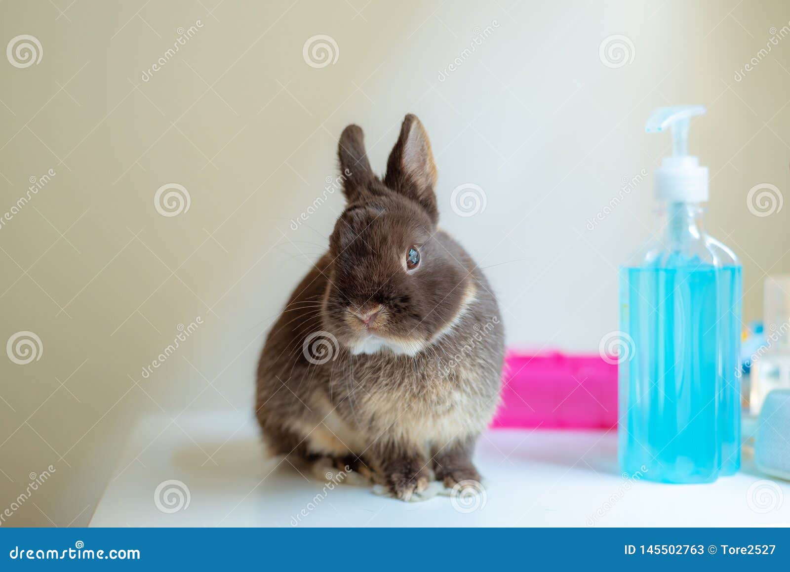 Bunny Rabbit in Scientific Lab Stock Image - Image of care, biology ...