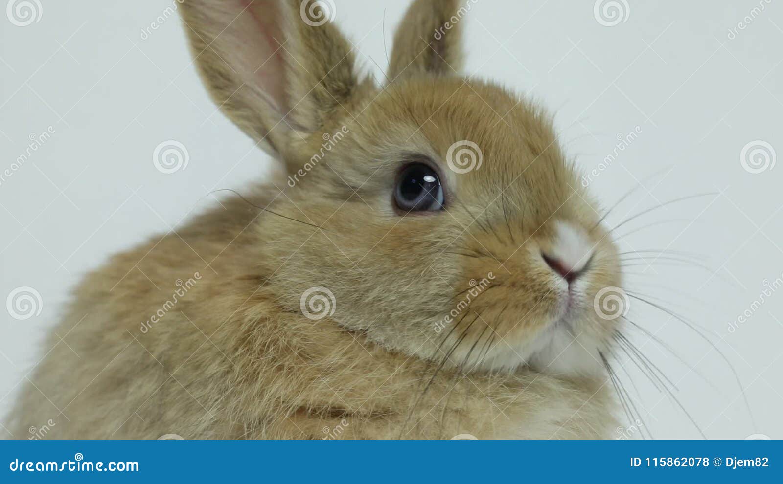 Bunny rabbit sitting stock footage. Video of beige, portrait - 115862078